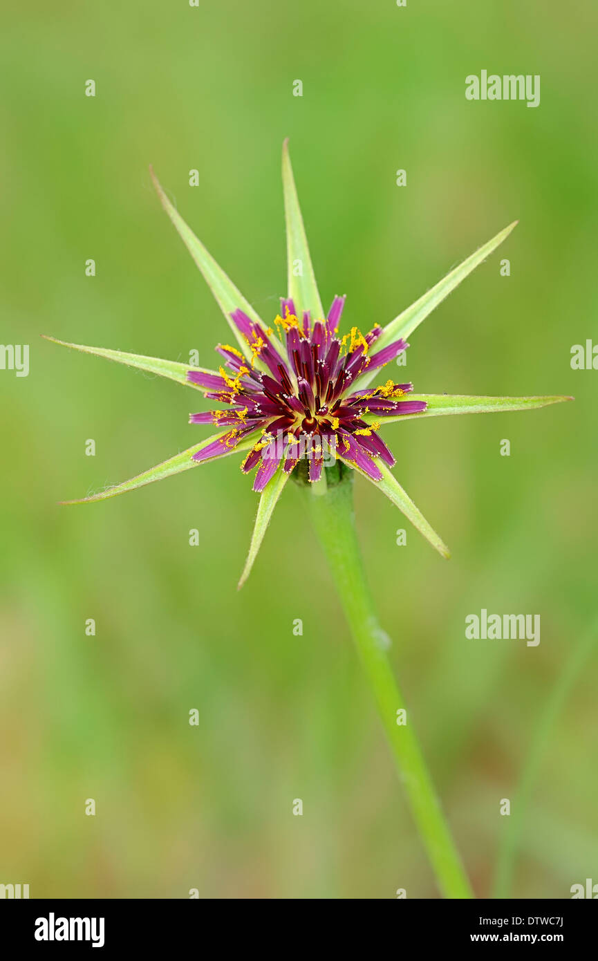 Common salsify hi-res stock photography and images - Alamy