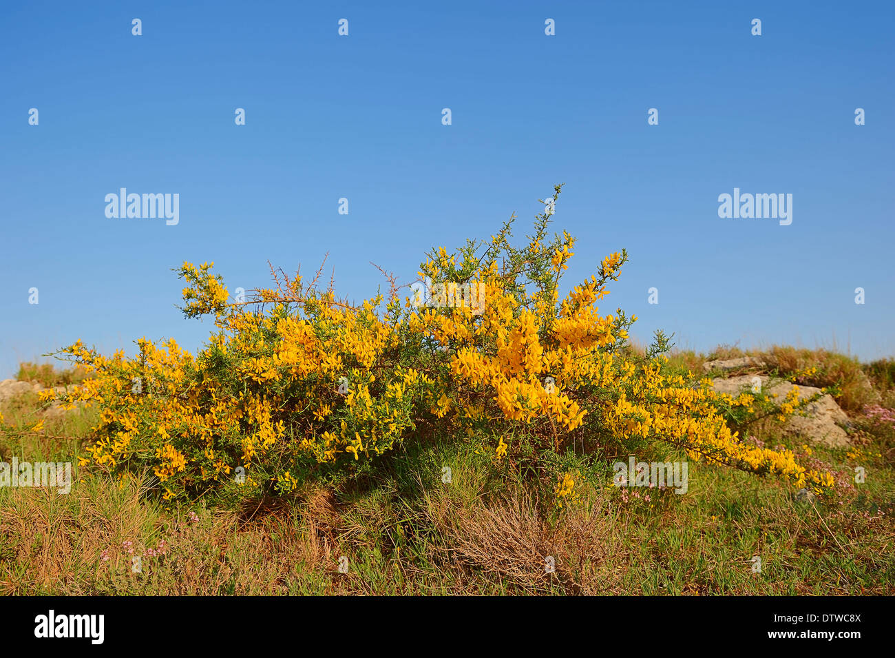 Gorse shrubs hi-res stock photography and images - Alamy