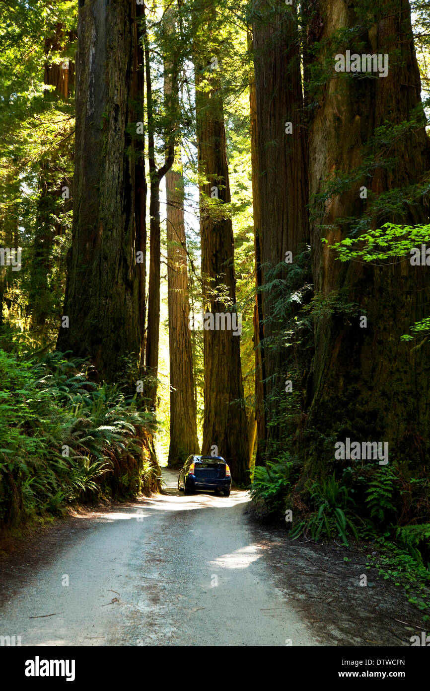 Sequoya hi-res stock photography and images - Alamy