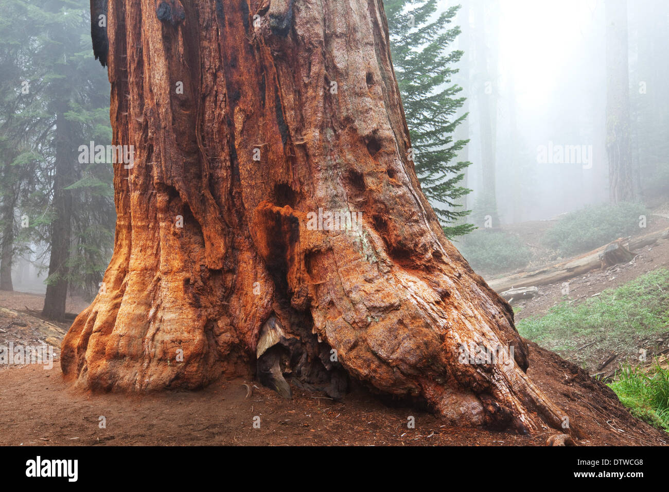 Sequoya national park hi-res stock photography and images - Alamy