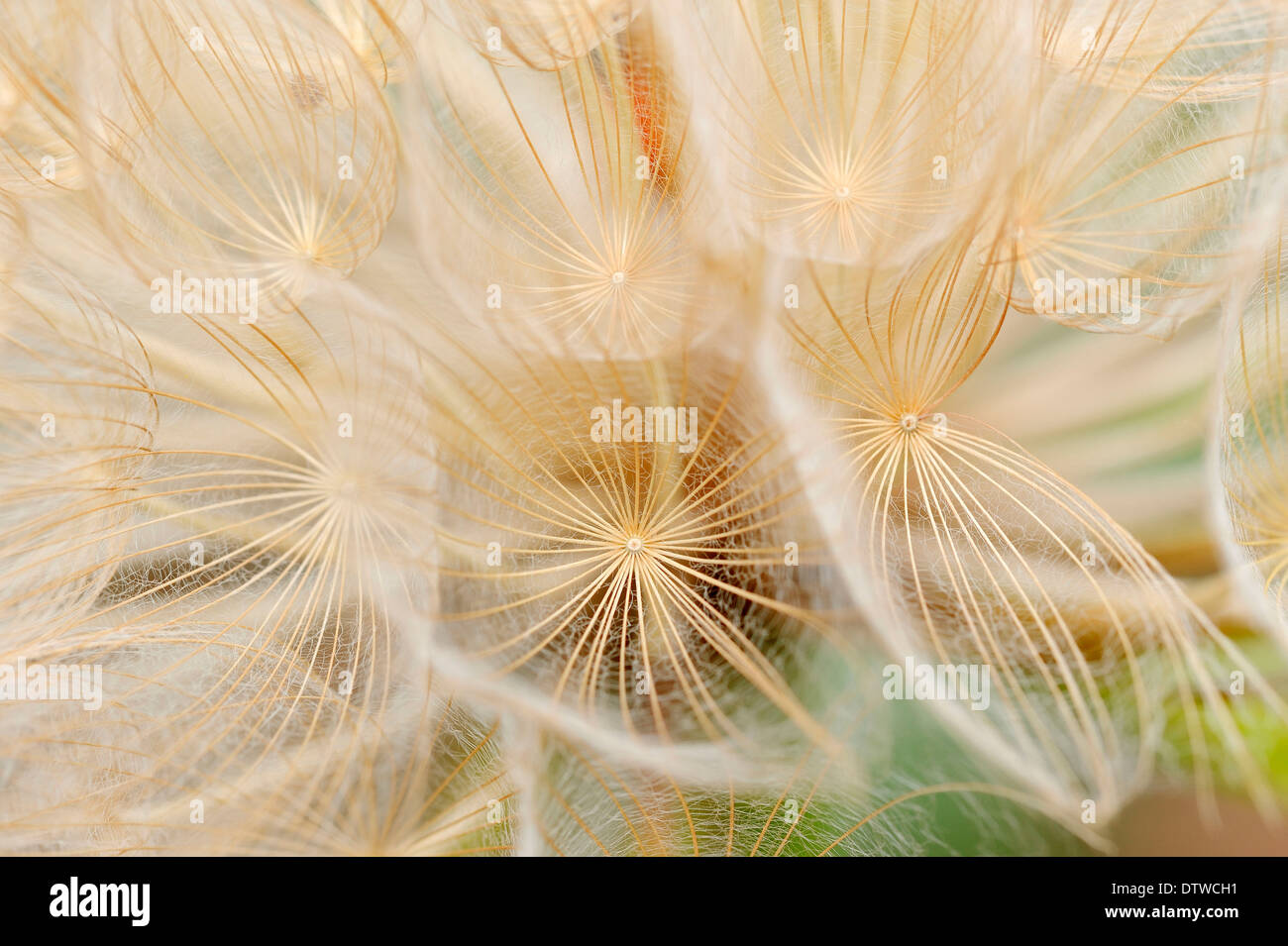 Salsify hi-res stock photography and images - Alamy