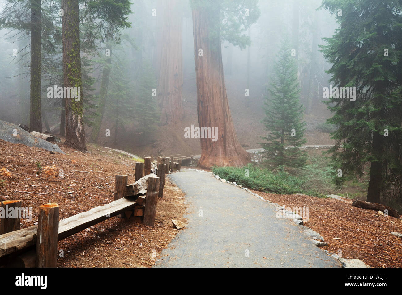 Sequoya national park hi-res stock photography and images - Alamy