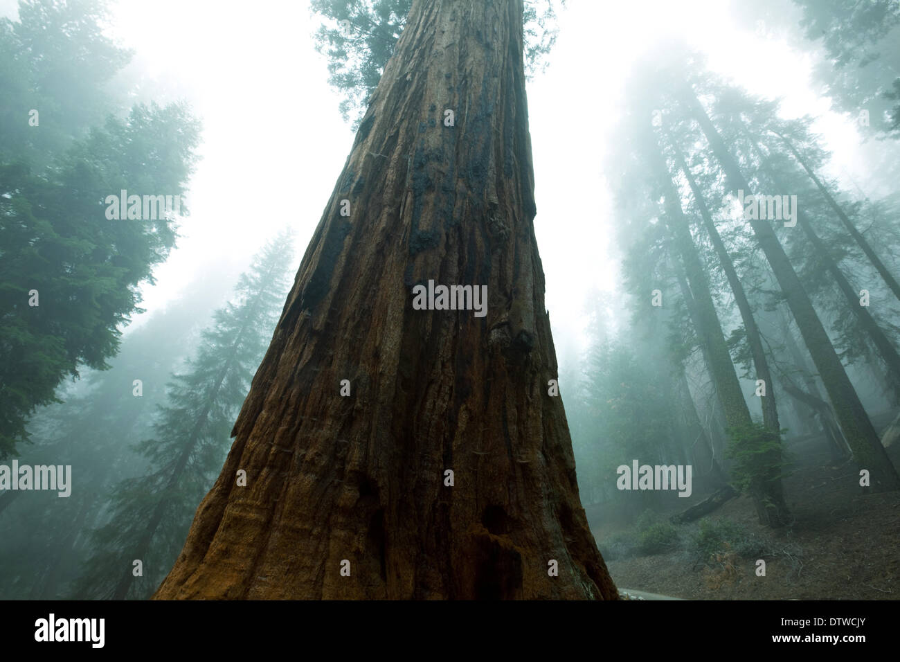 Sequoya national park hi-res stock photography and images - Alamy