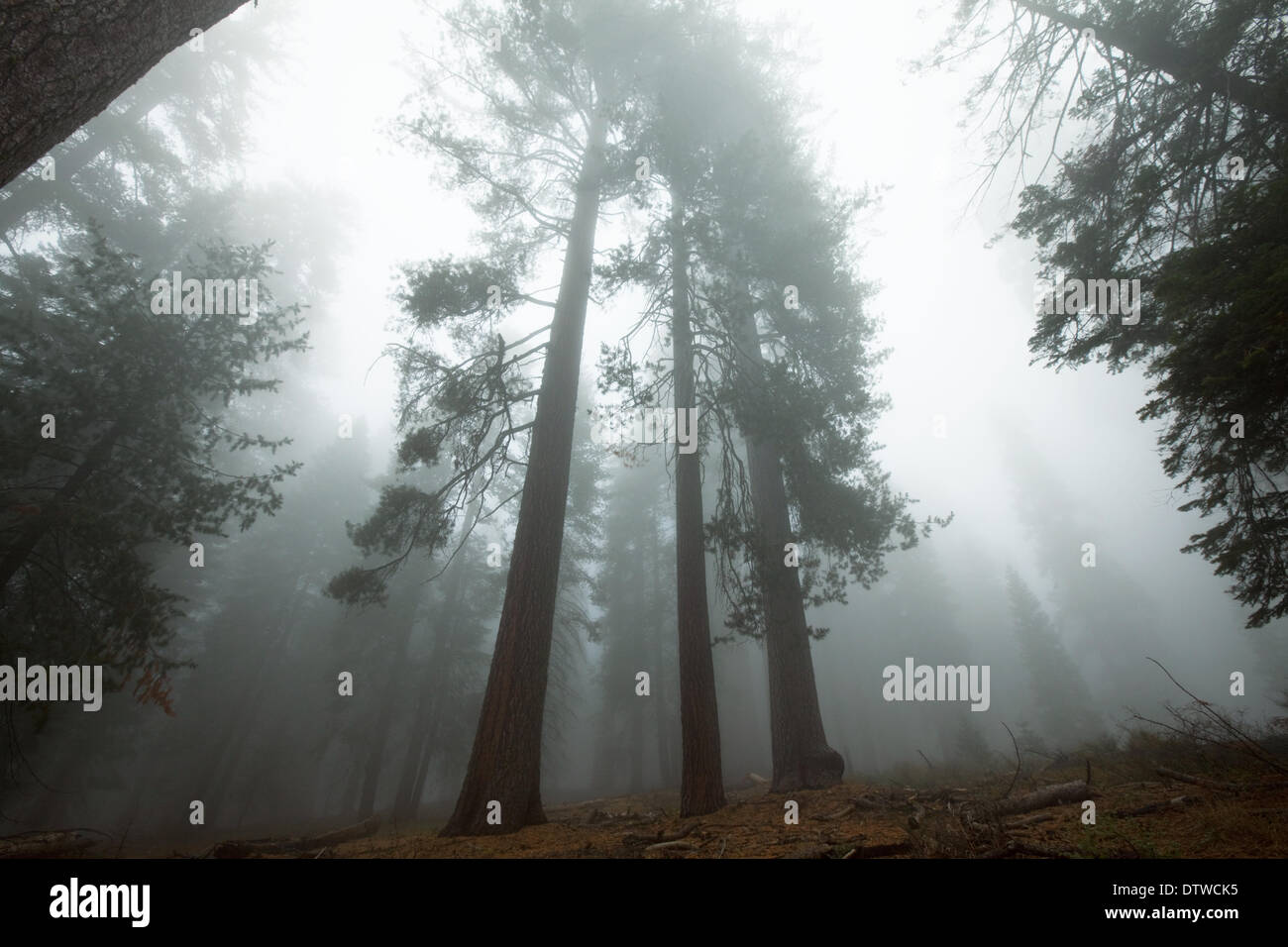 Sequoya national park hi-res stock photography and images - Alamy