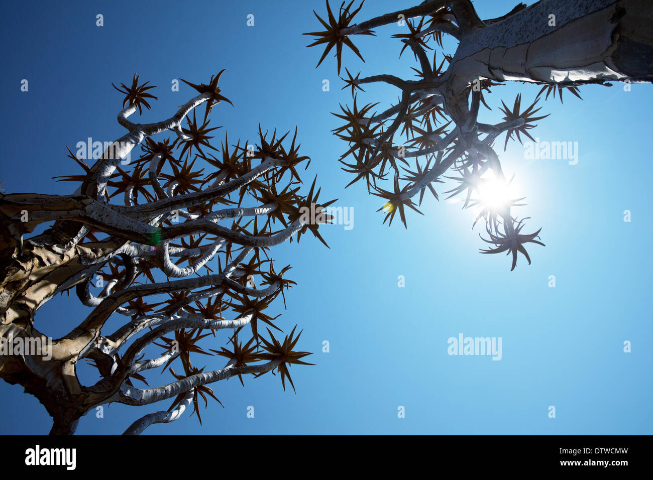 Quiver tree hi-res stock photography and images - Alamy