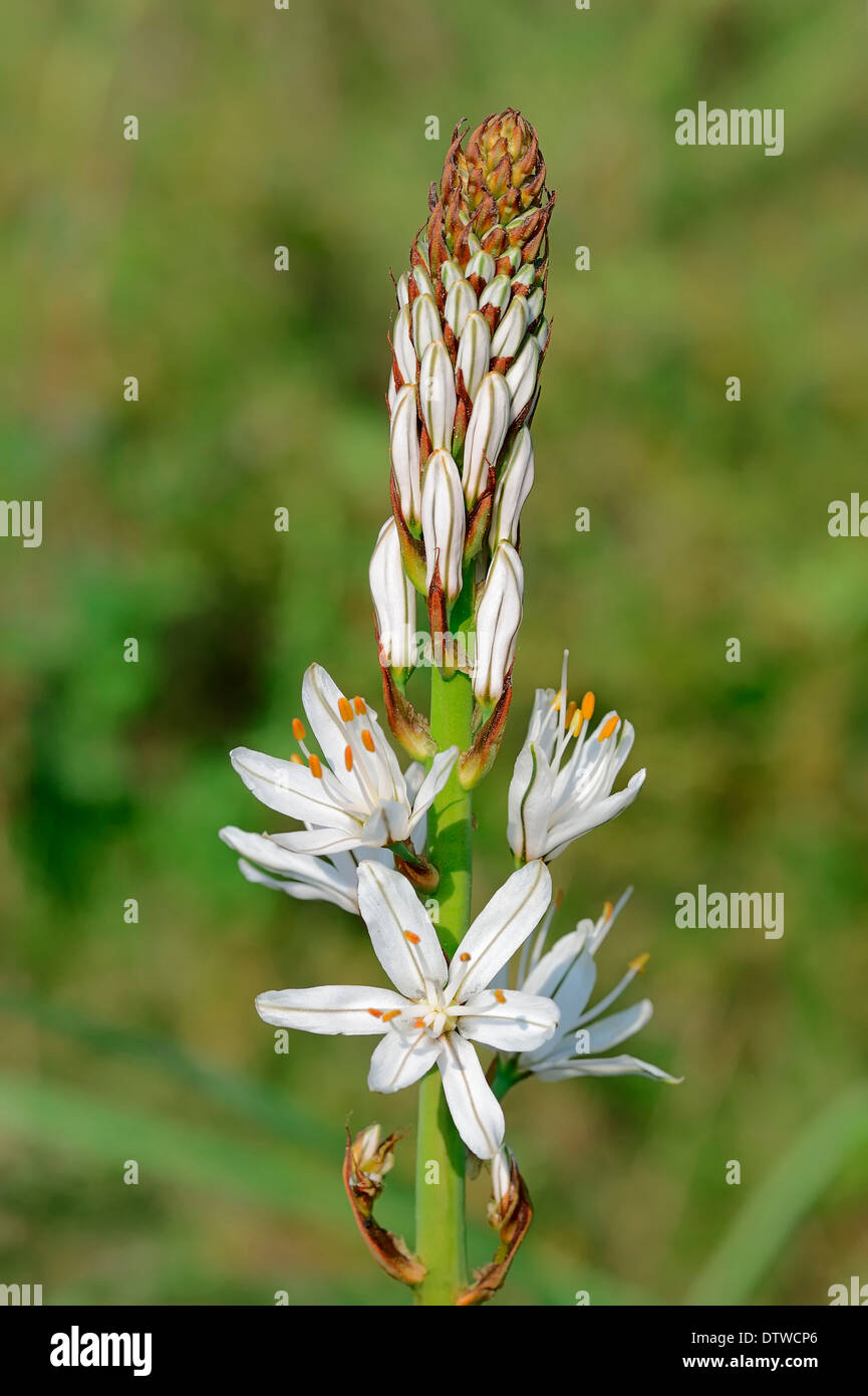 Asphodelus albus in france hi-res stock photography and images - Alamy