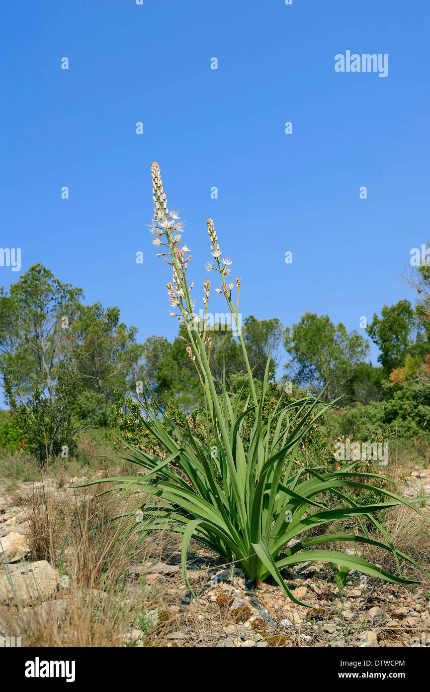 Asphodel hi-res stock photography and images - Alamy