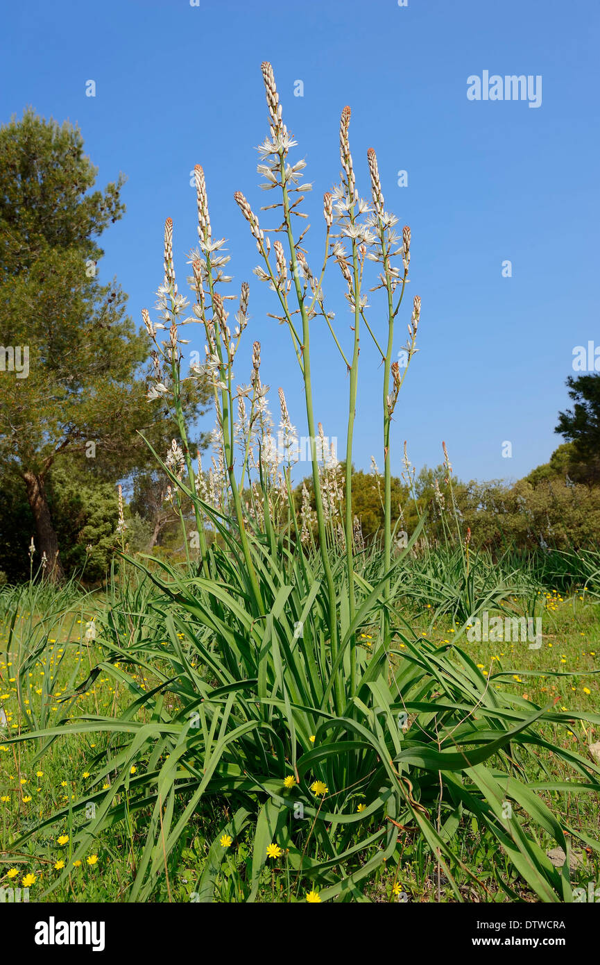 Asphodel hi-res stock photography and images - Alamy