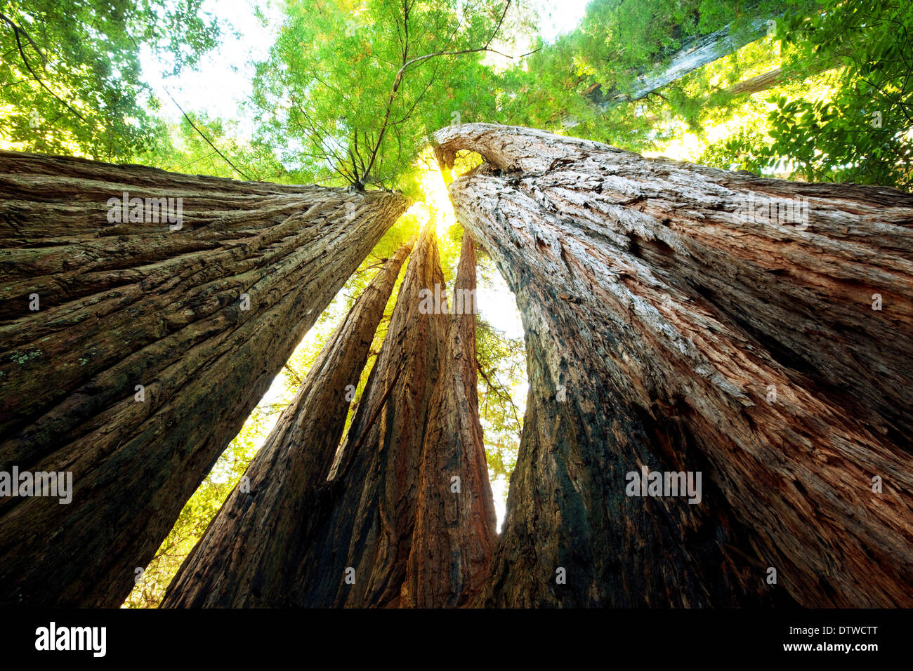 Sequoya national park hi-res stock photography and images - Alamy