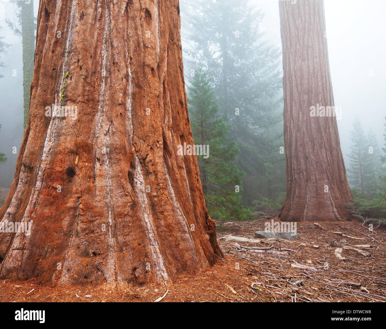 Sequoy hi-res stock photography and images - Alamy