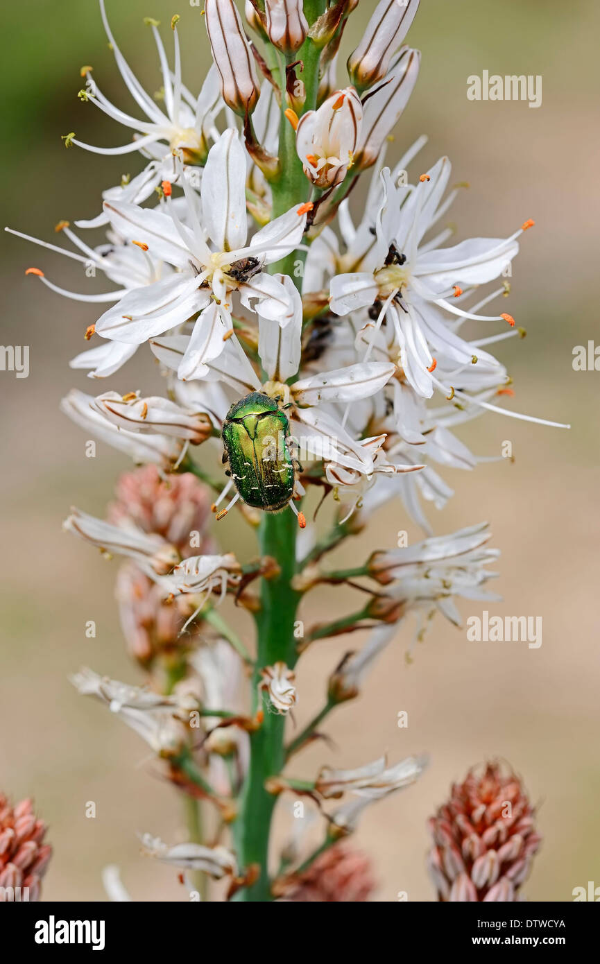 Asphodel hi-res stock photography and images - Alamy