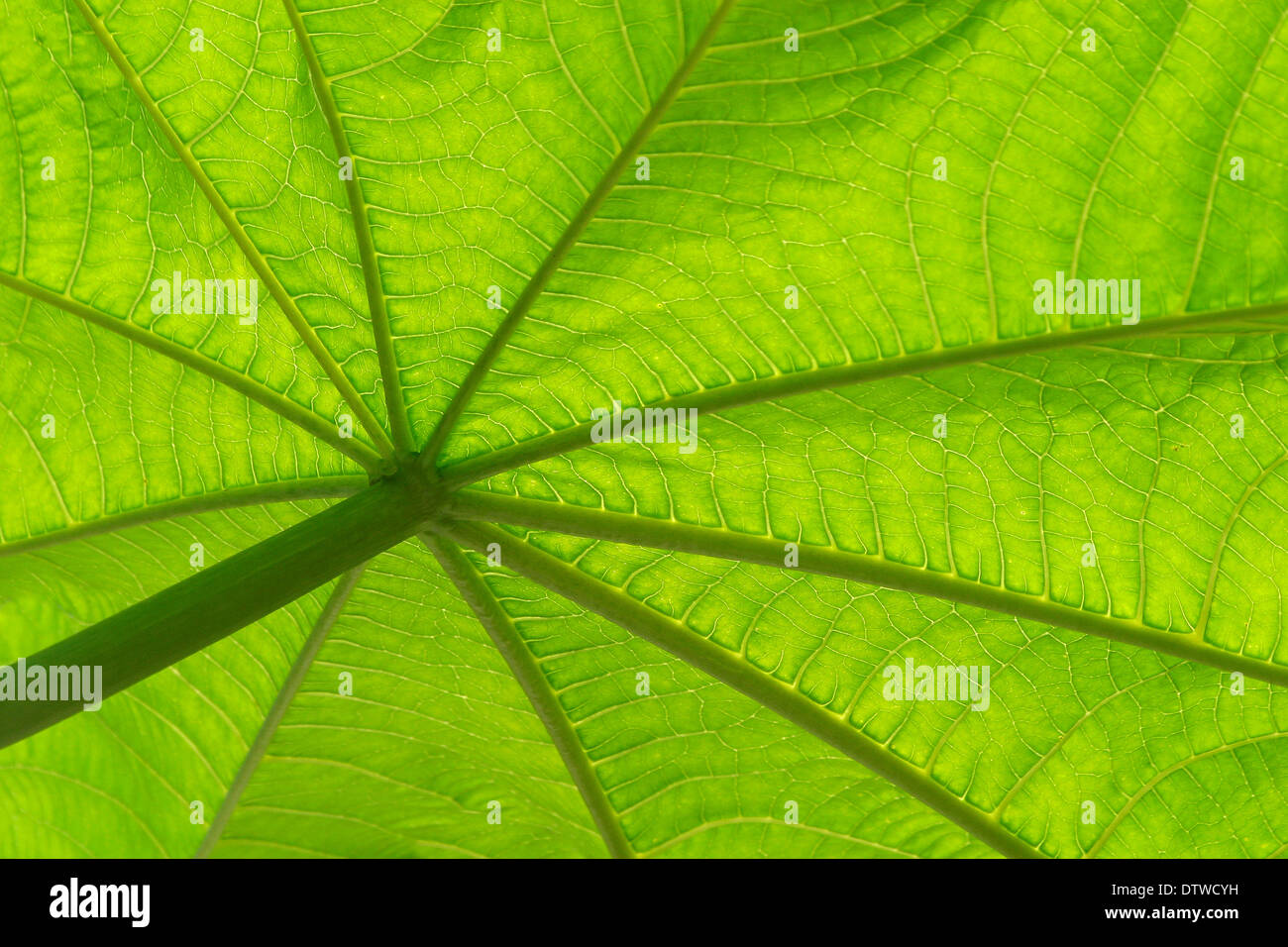 Monochrome large leaf hi-res stock photography and images - Alamy