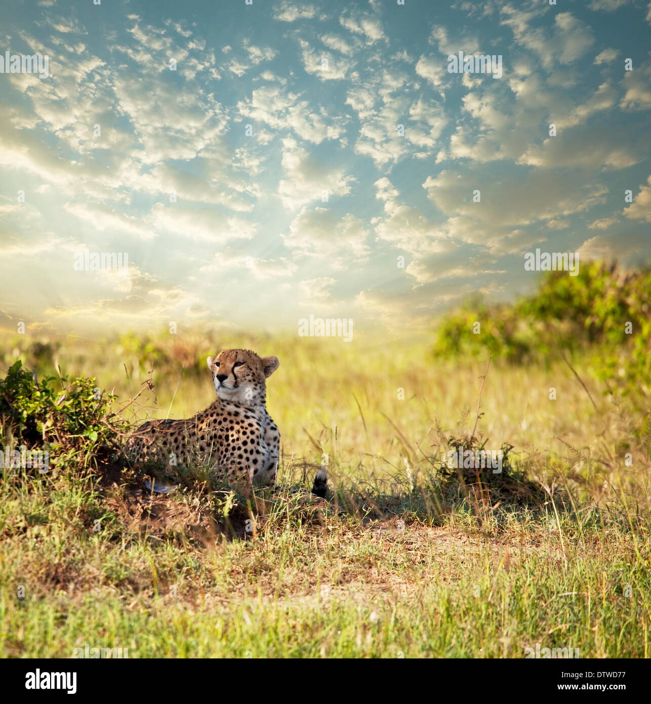 Gepard zoo hi-res stock photography and images - Alamy