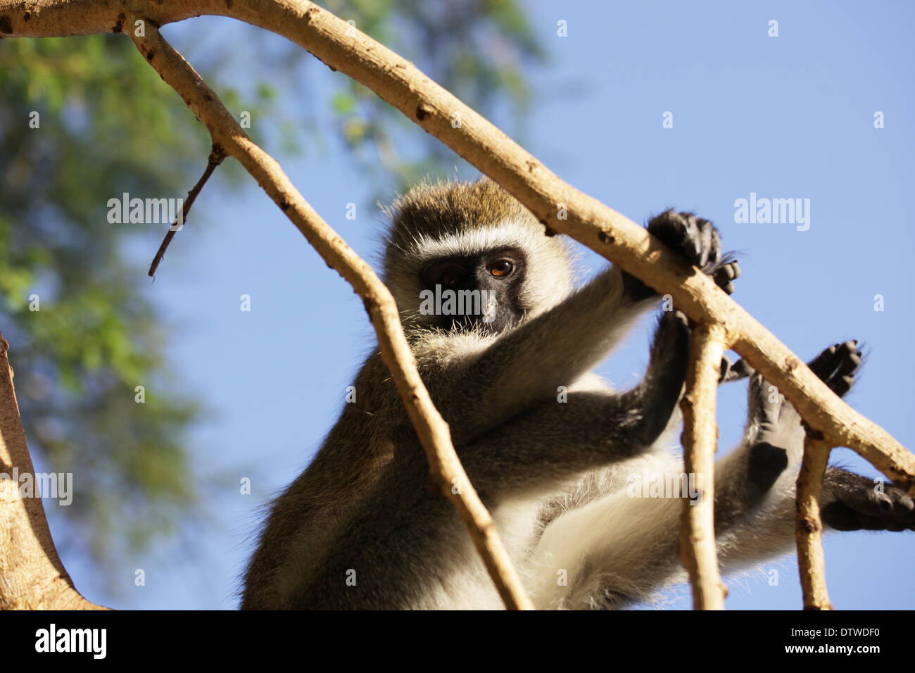 Monkey on tree Stock Photo - Alamy