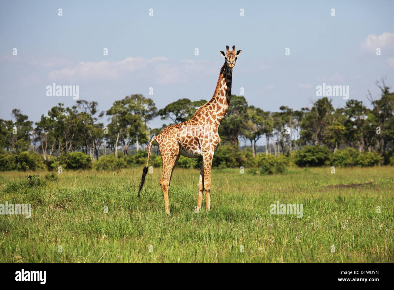 Girafe in grass Stock Photo - Alamy