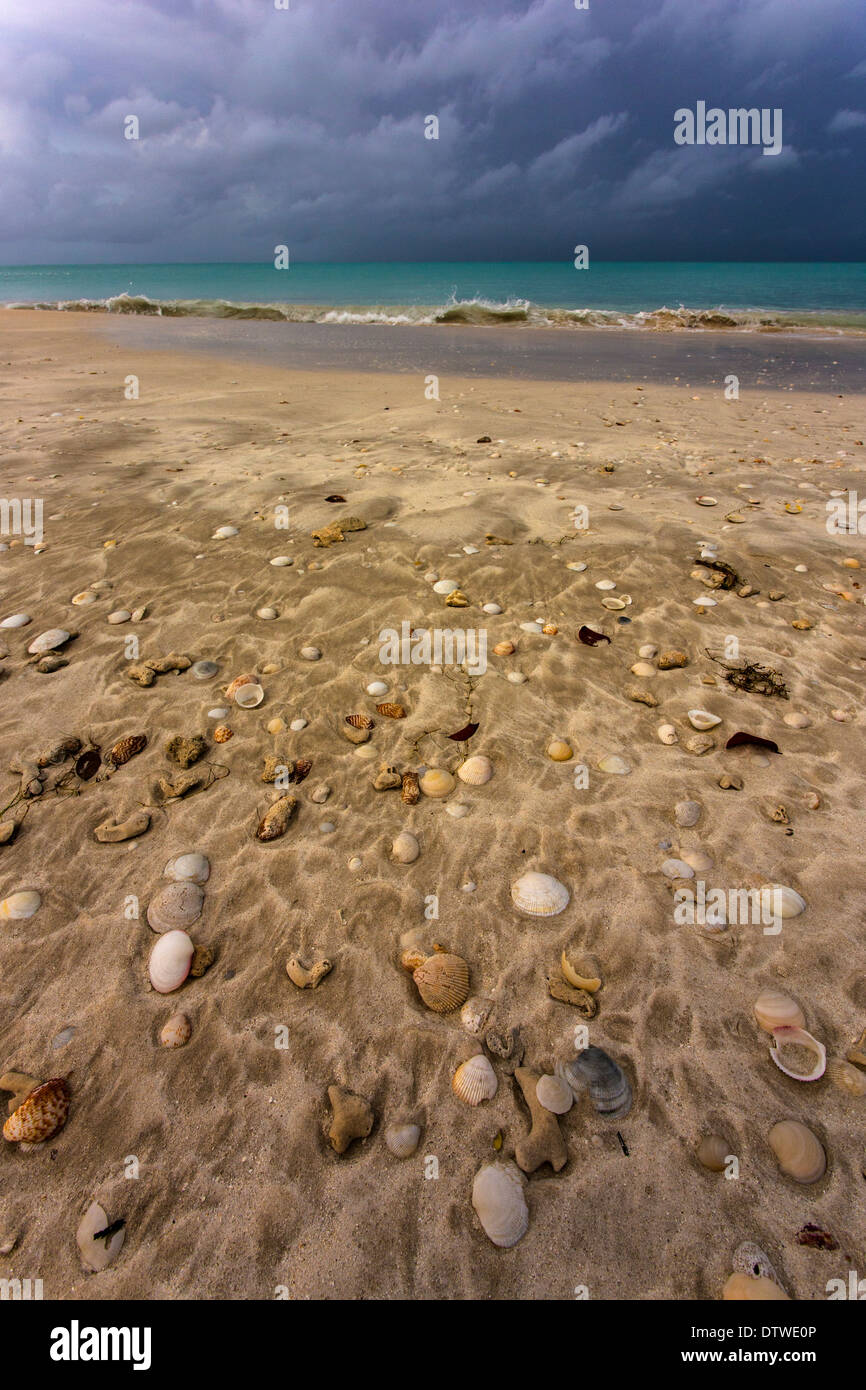 West coast shells hi-res stock photography and images - Alamy