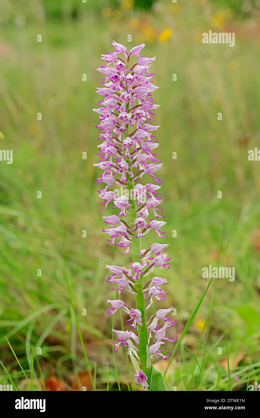 Monkey orchid hi-res stock photography and images - Alamy