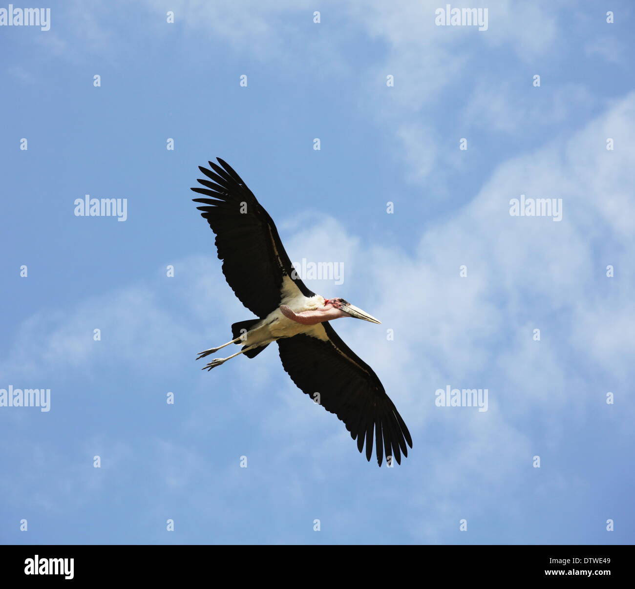 African marabu hi-res stock photography and images - Alamy