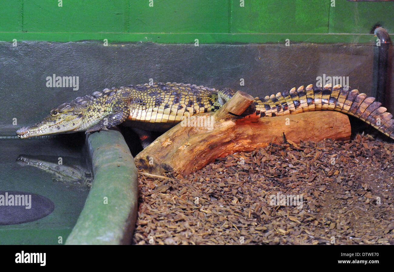 Crocodile 2 hi-res stock photography and images - Alamy