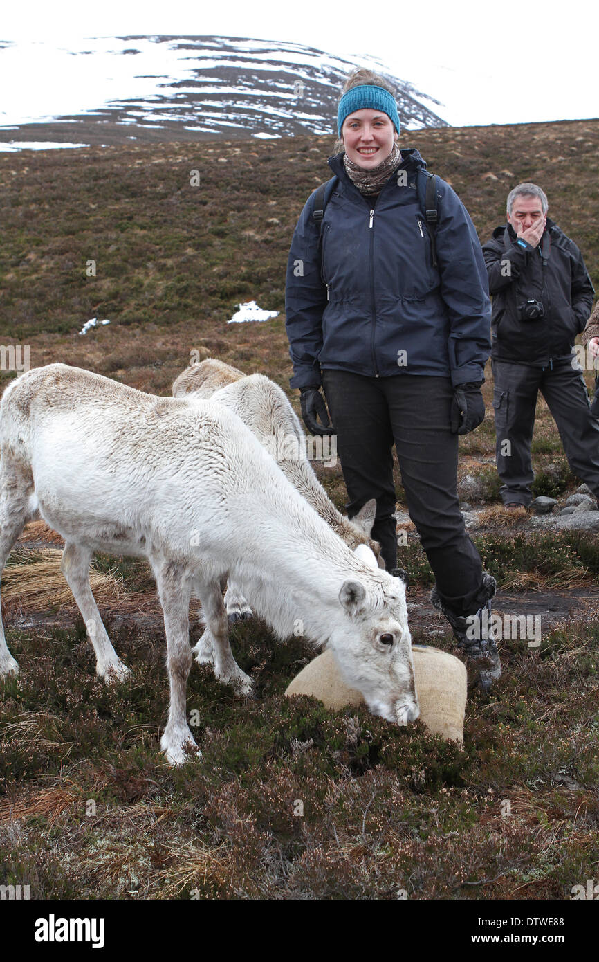 Cairngorm reindeers hi-res stock photography and images - Alamy
