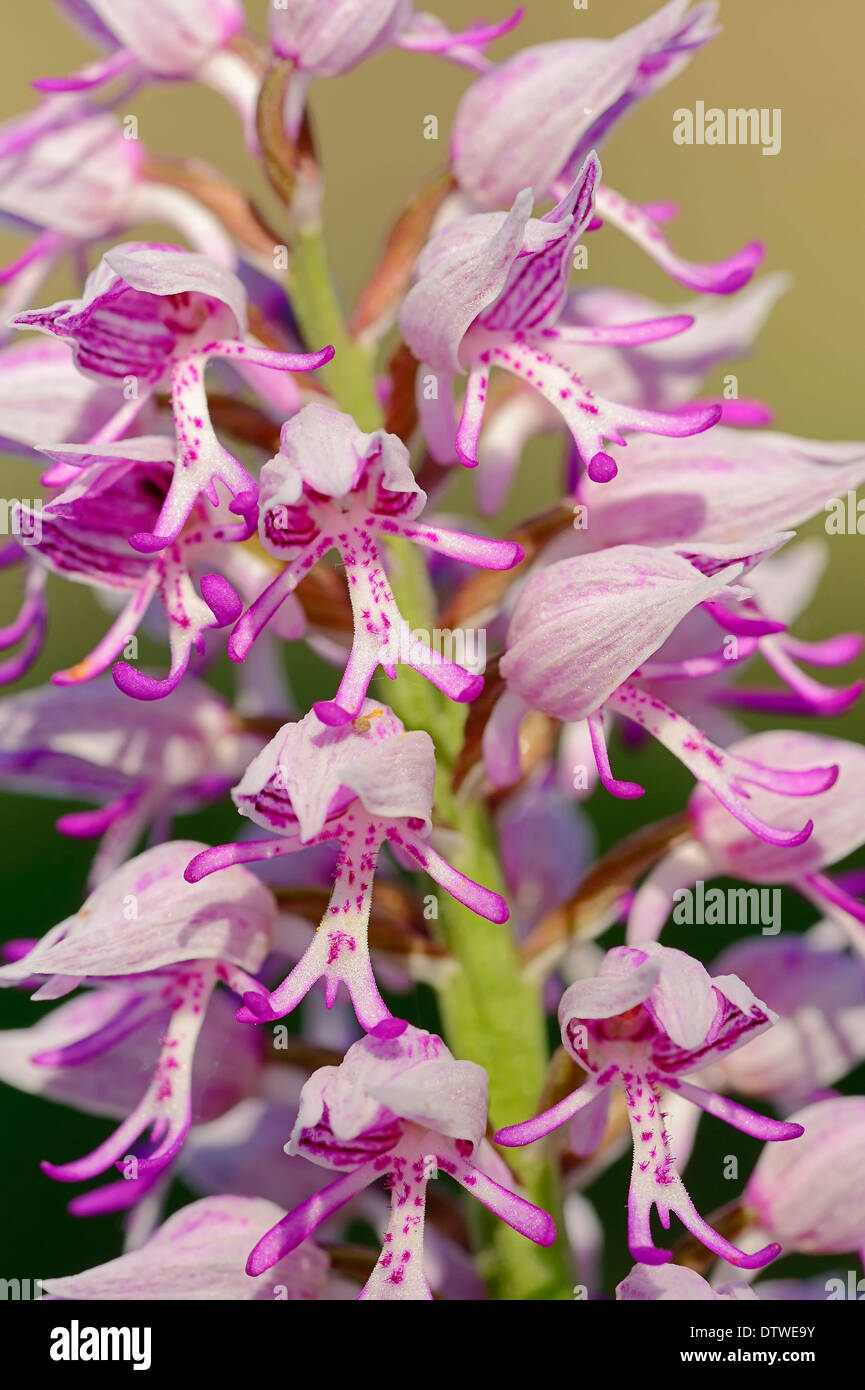 Monkey orchid flowers hi-res stock photography and images - Alamy