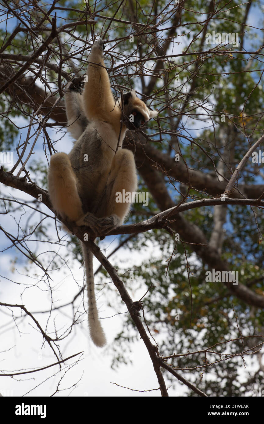 Crowned lemurs hi-res stock photography and images - Alamy