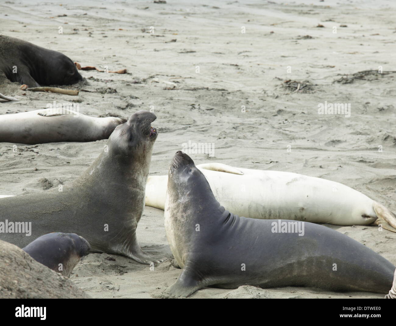 Sea Elephants High Resolution Stock Photography and Images - Alamy