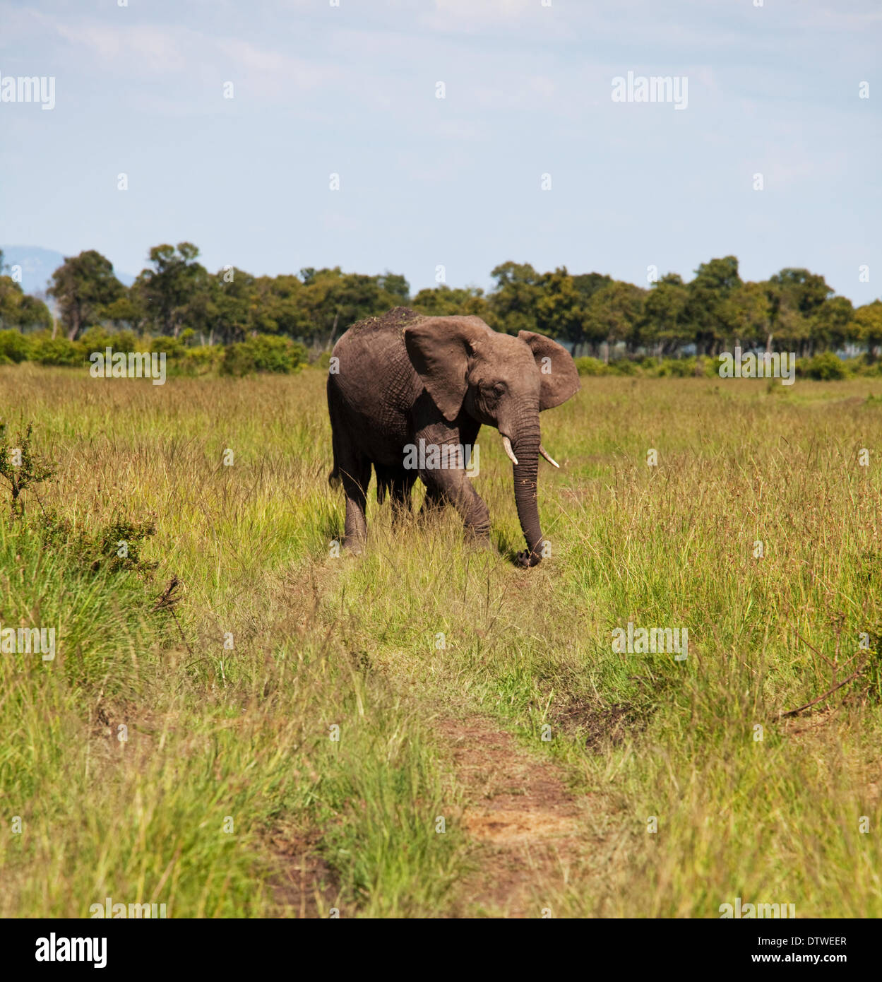 Evening walk of elephant hi-res stock photography and images - Alamy