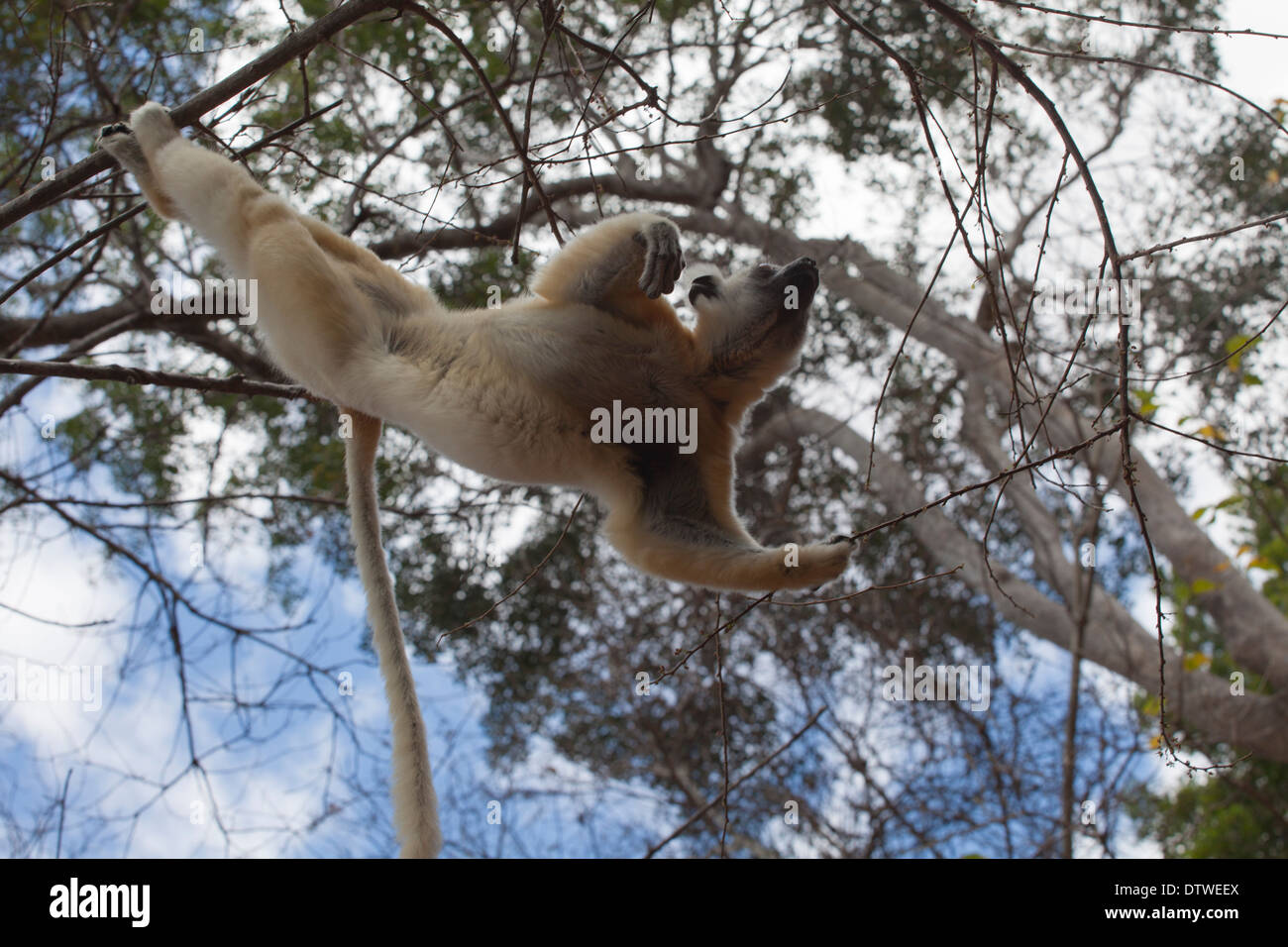 Golden crowned sifaka propithecus tattersalli hi-res stock photography ...