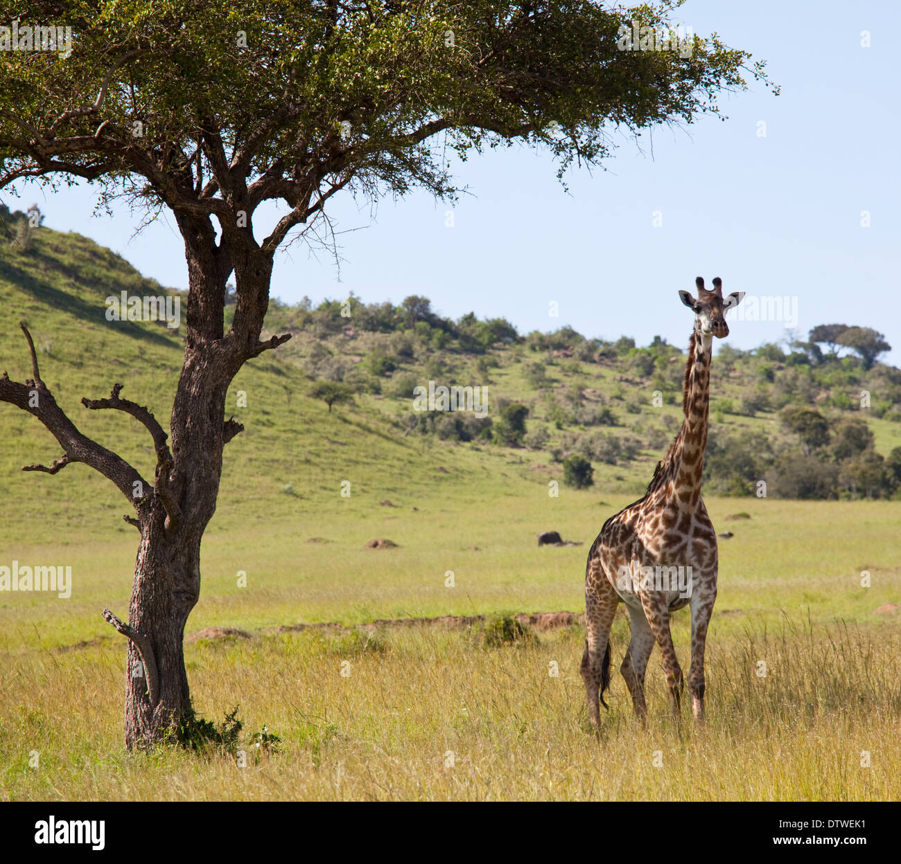 Girafe zoo hi-res stock photography and images - Alamy