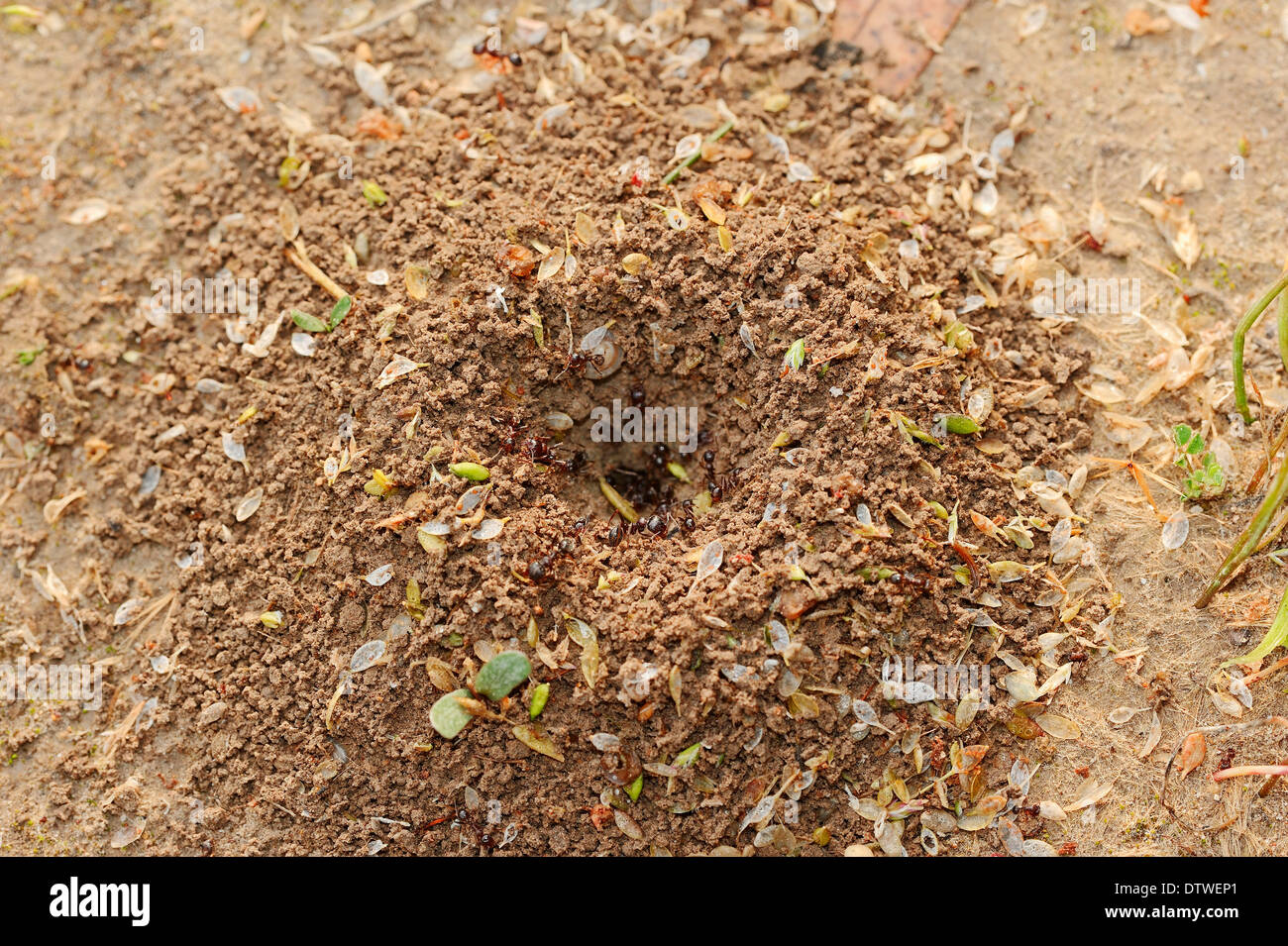 Harvester ant nest hi-res stock photography and images - Alamy