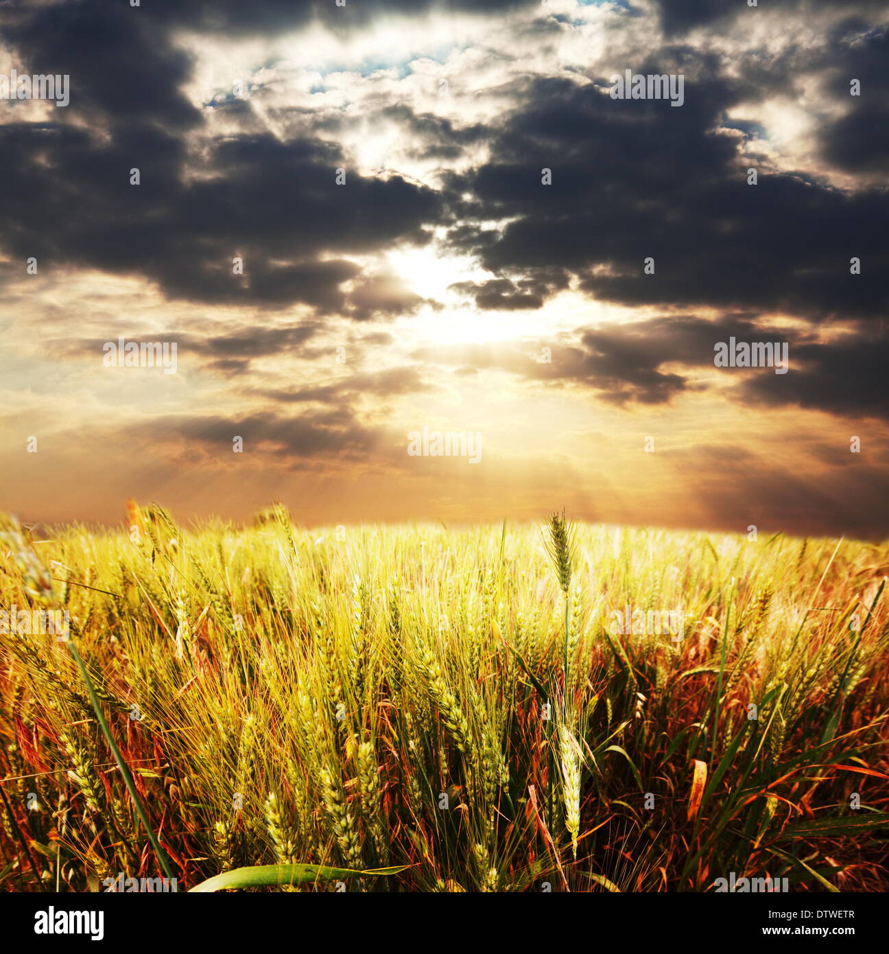 Field in storm Stock Photo - Alamy