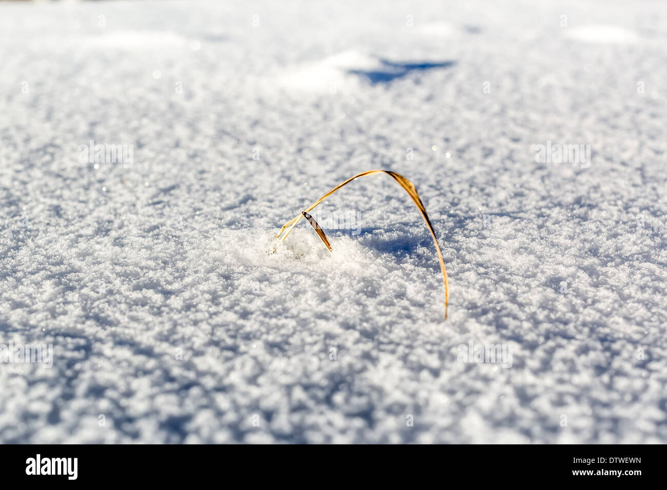 Freshly fallen snow, in soft shallow focus drifts Stock Photo - Alamy