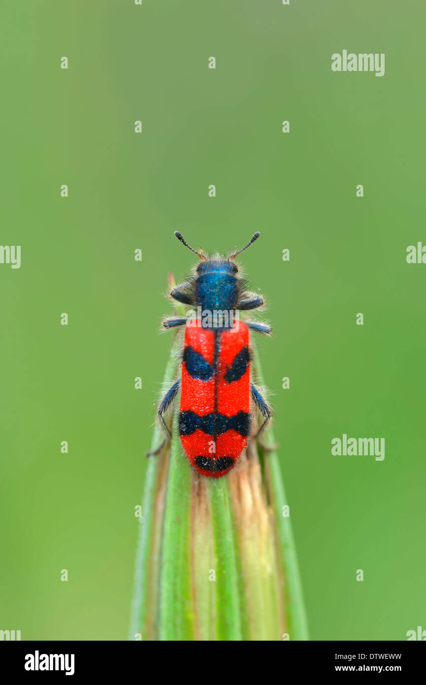 Image of bee hive hi-res stock photography and images - Alamy