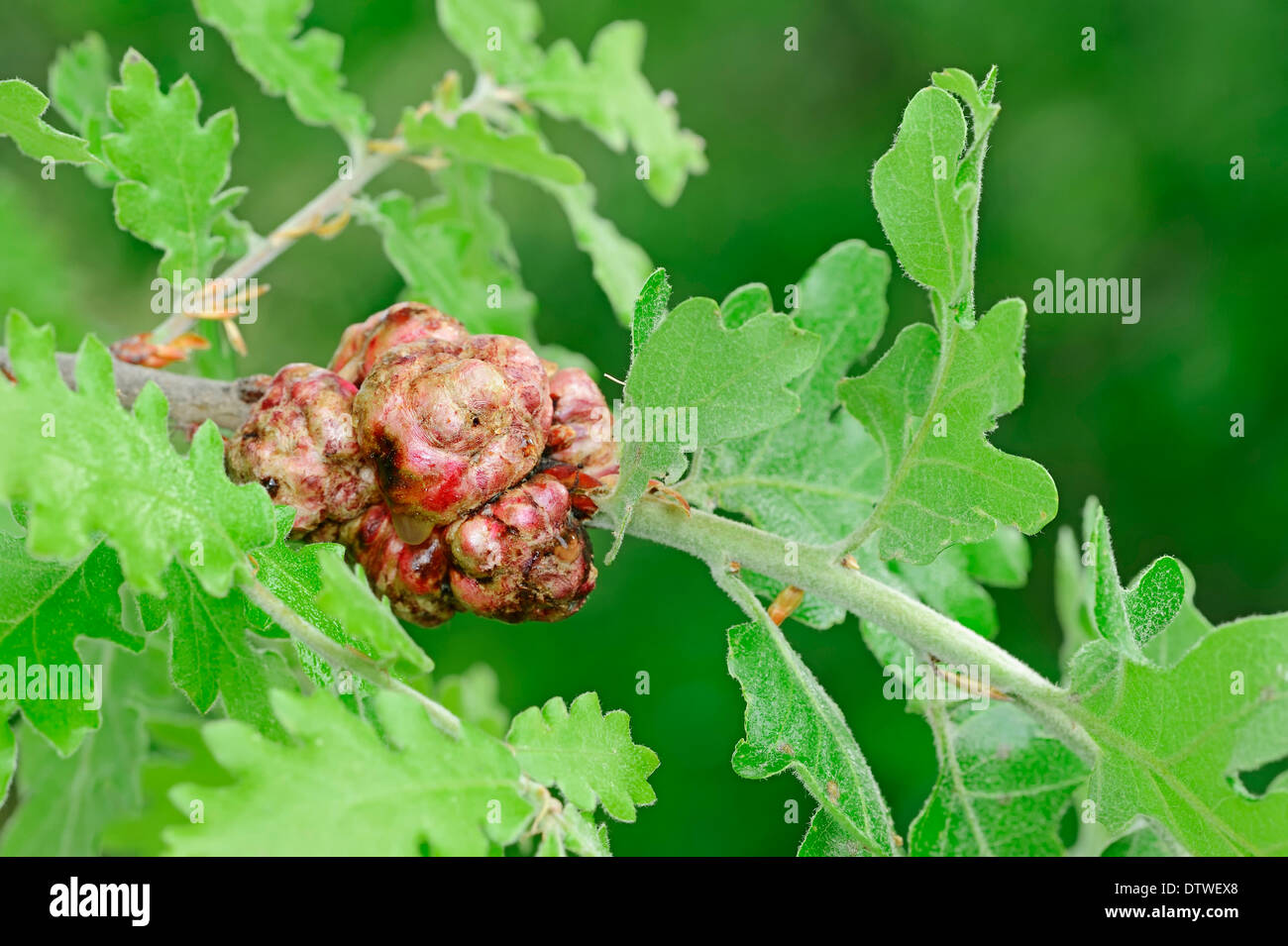 Oak Apple Gall Wasp Stock Photo - Alamy