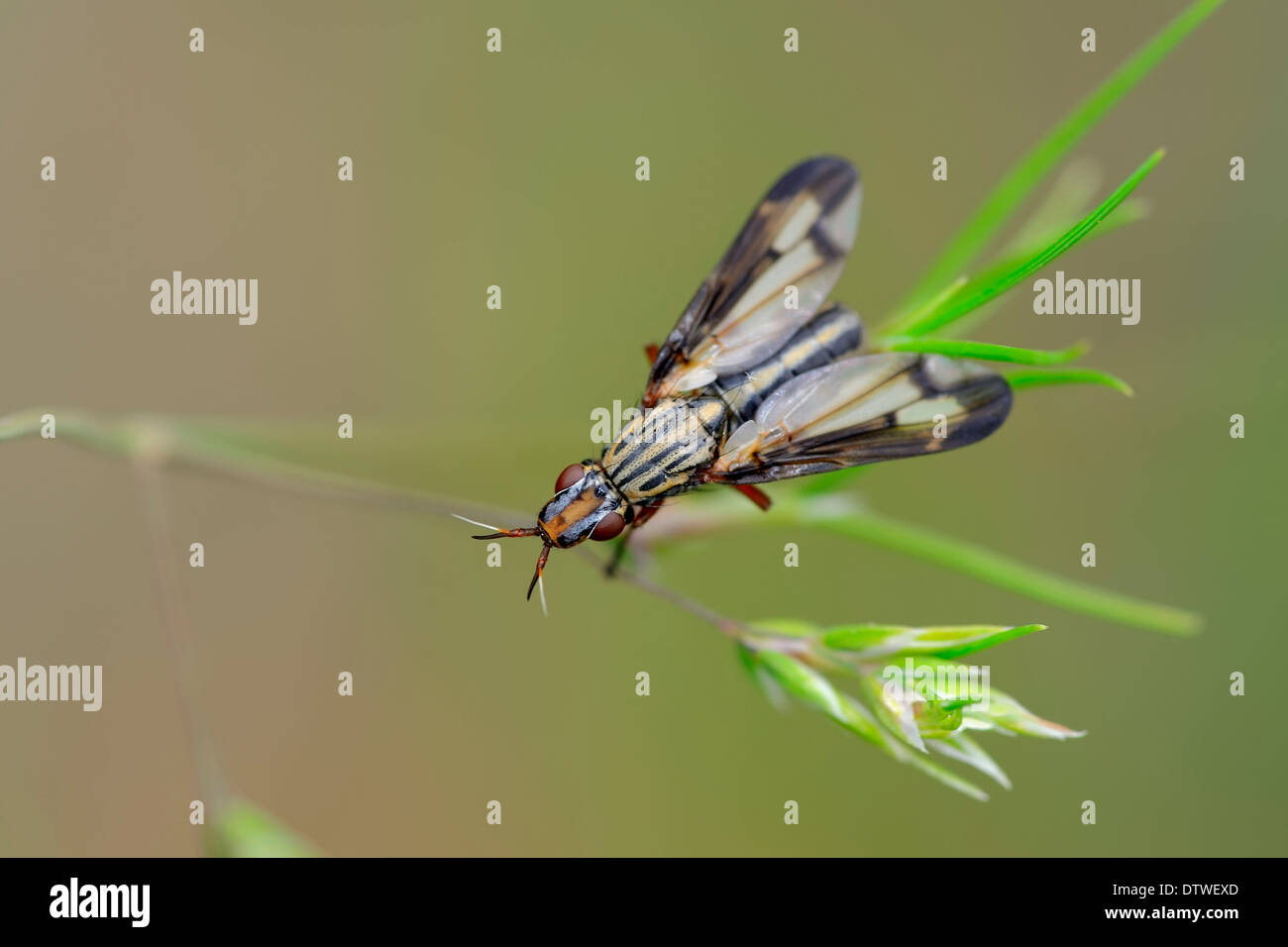 Picture of insects hi-res stock photography and images - Alamy