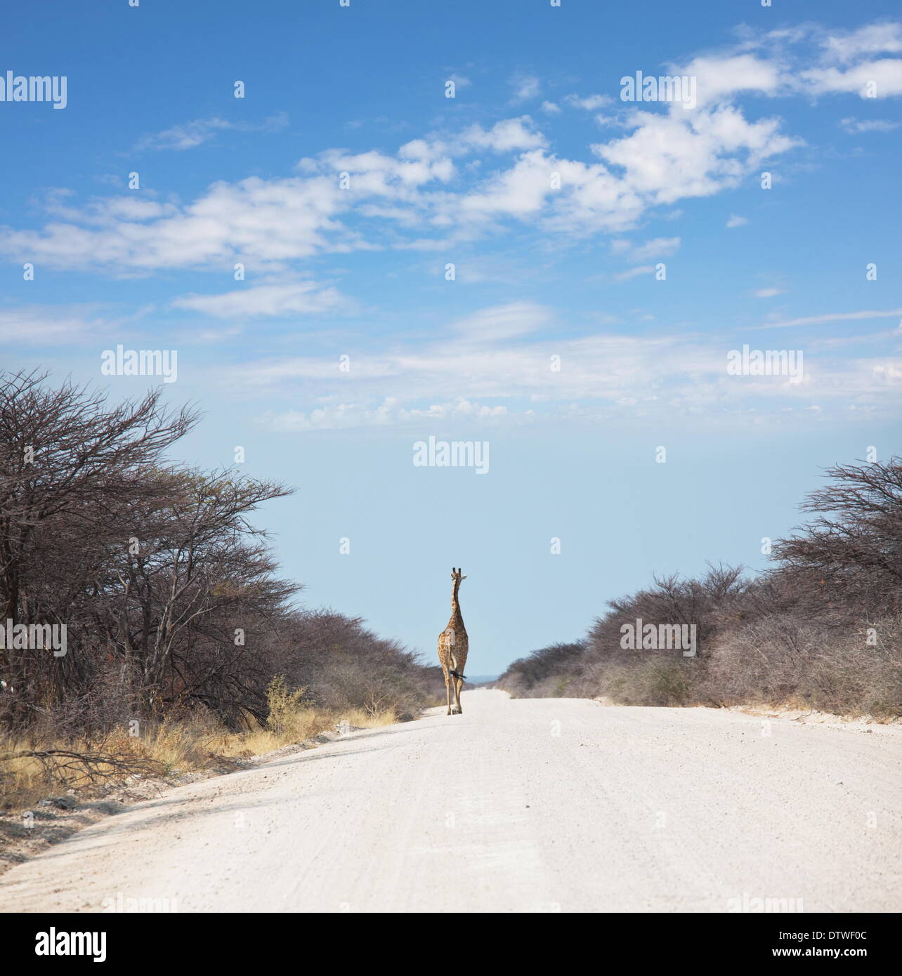 Man with bull neck hi-res stock photography and images - Alamy