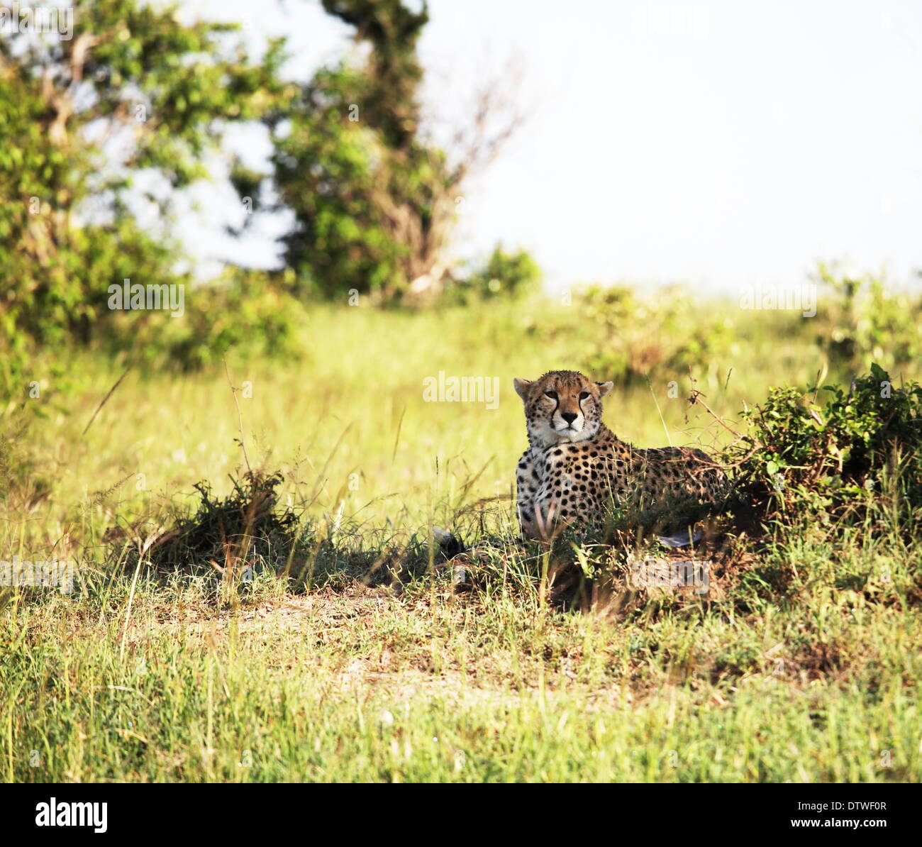 Gepard zoo hi-res stock photography and images - Alamy
