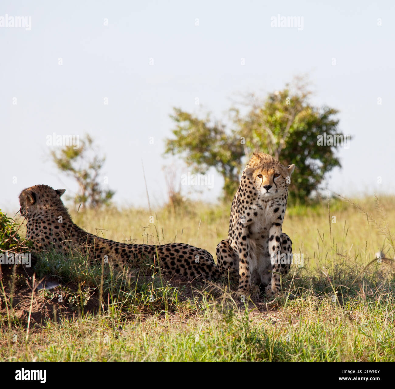 Gepard zoo hi-res stock photography and images - Alamy
