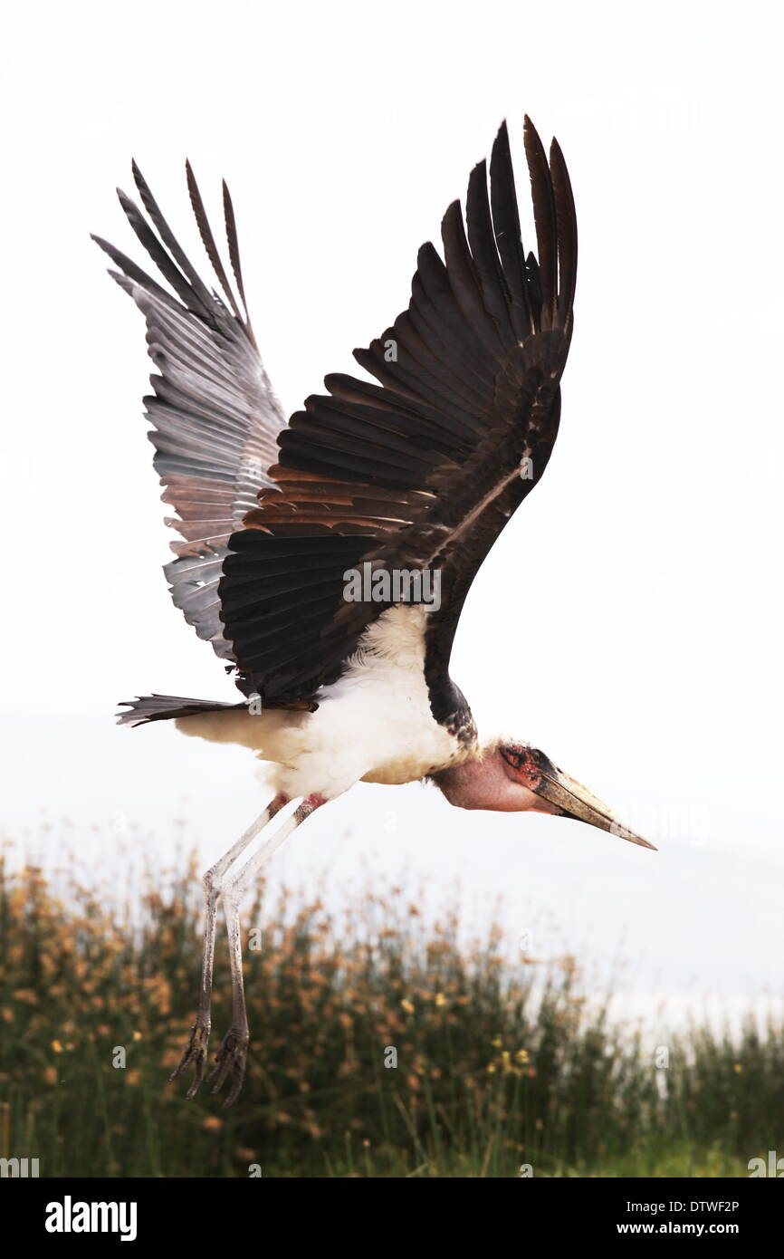 African marabu hi-res stock photography and images - Alamy