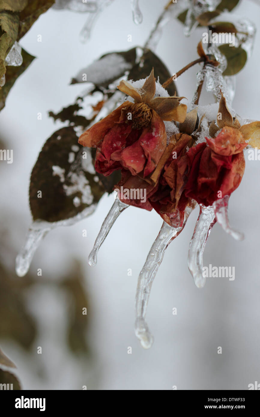 Layers of ice cover dried roses hanging from a rose bush after an ice ...