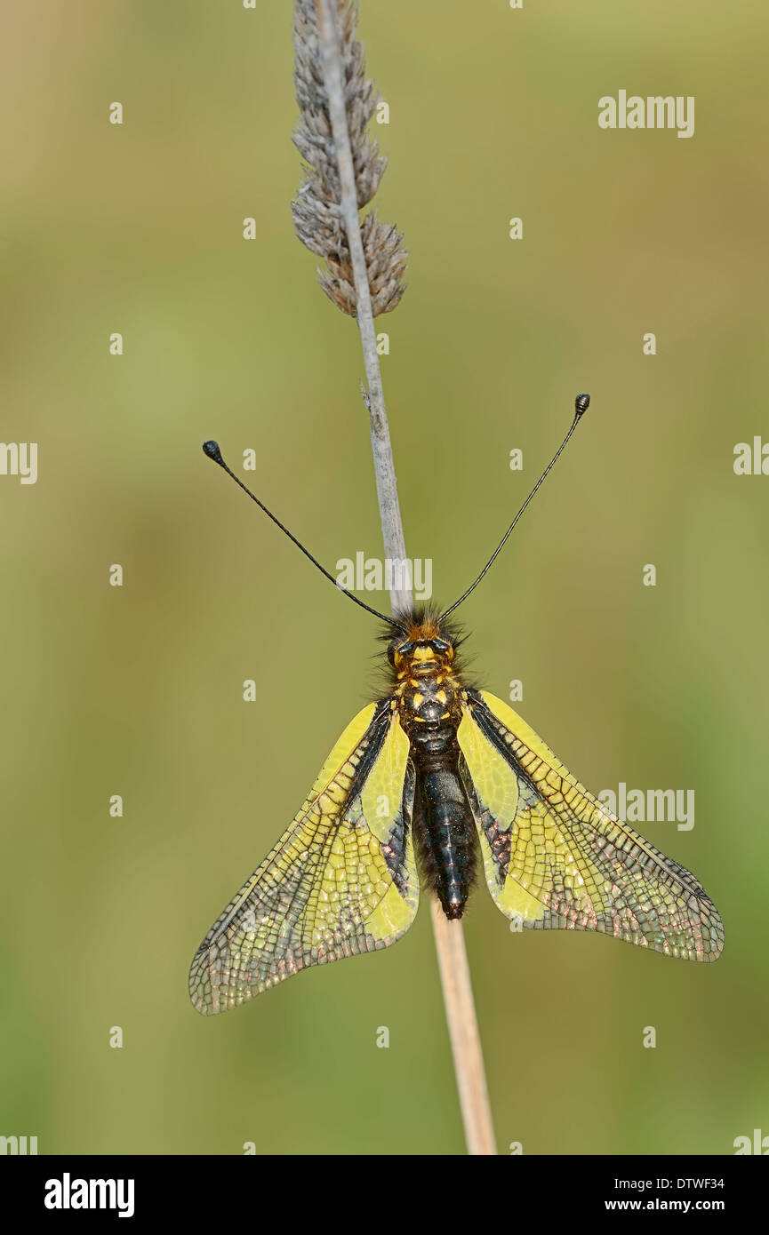 Ascalaphus libelluloides hi-res stock photography and images - Alamy