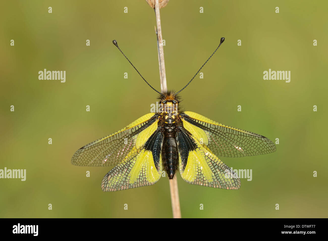 Ascalaphus libelluloides hi-res stock photography and images - Alamy