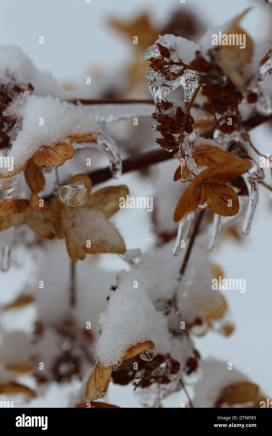Seed pods on a bush are covered in a layer of thick ice after an ice ...