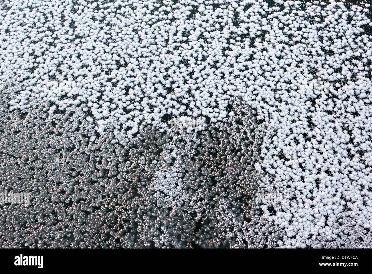 Frost flowers lake hi-res stock photography and images - Alamy