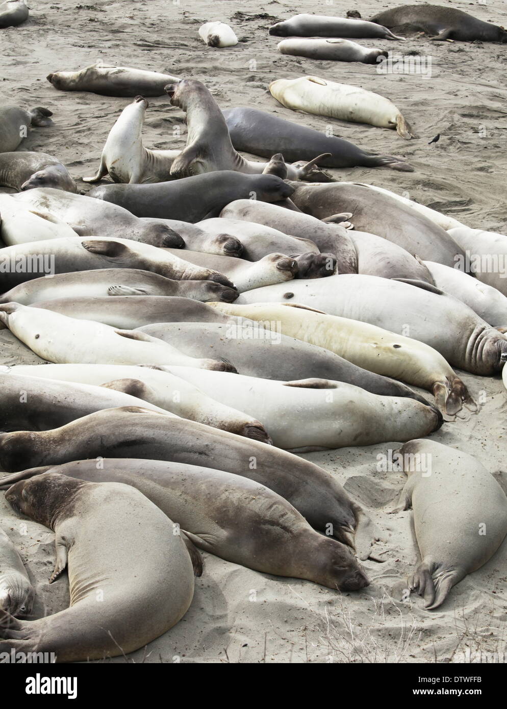 Elephant seal at rest hi-res stock photography and images - Alamy