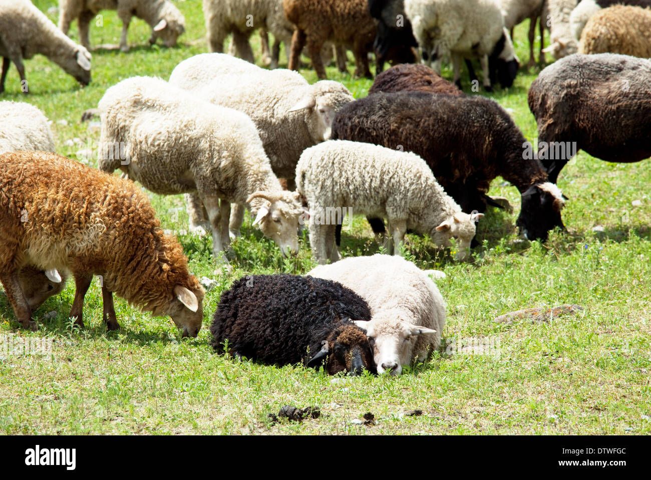 Warn the sheep hi-res stock photography and images - Alamy
