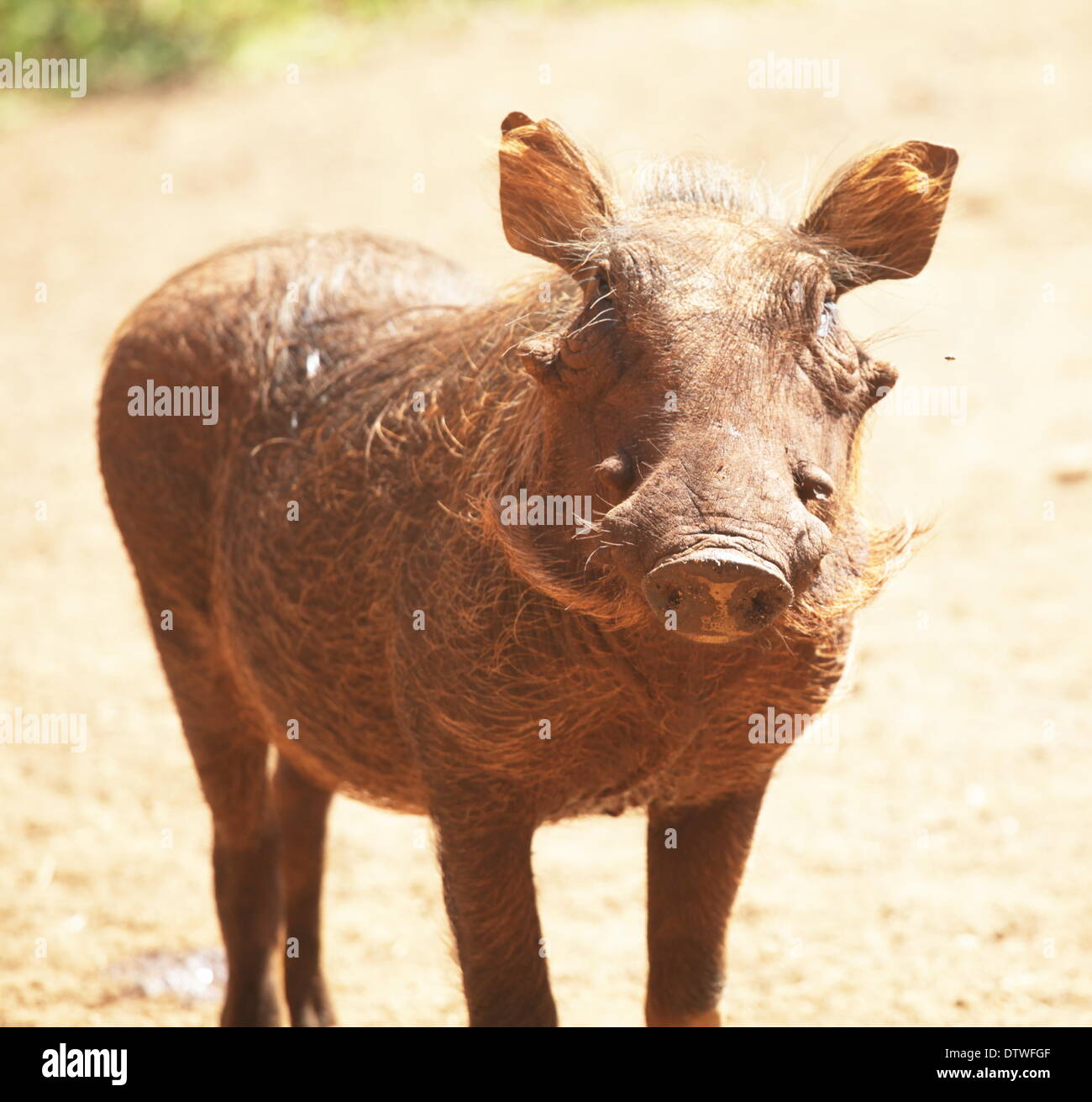 Pigg hi-res stock photography and images - Alamy