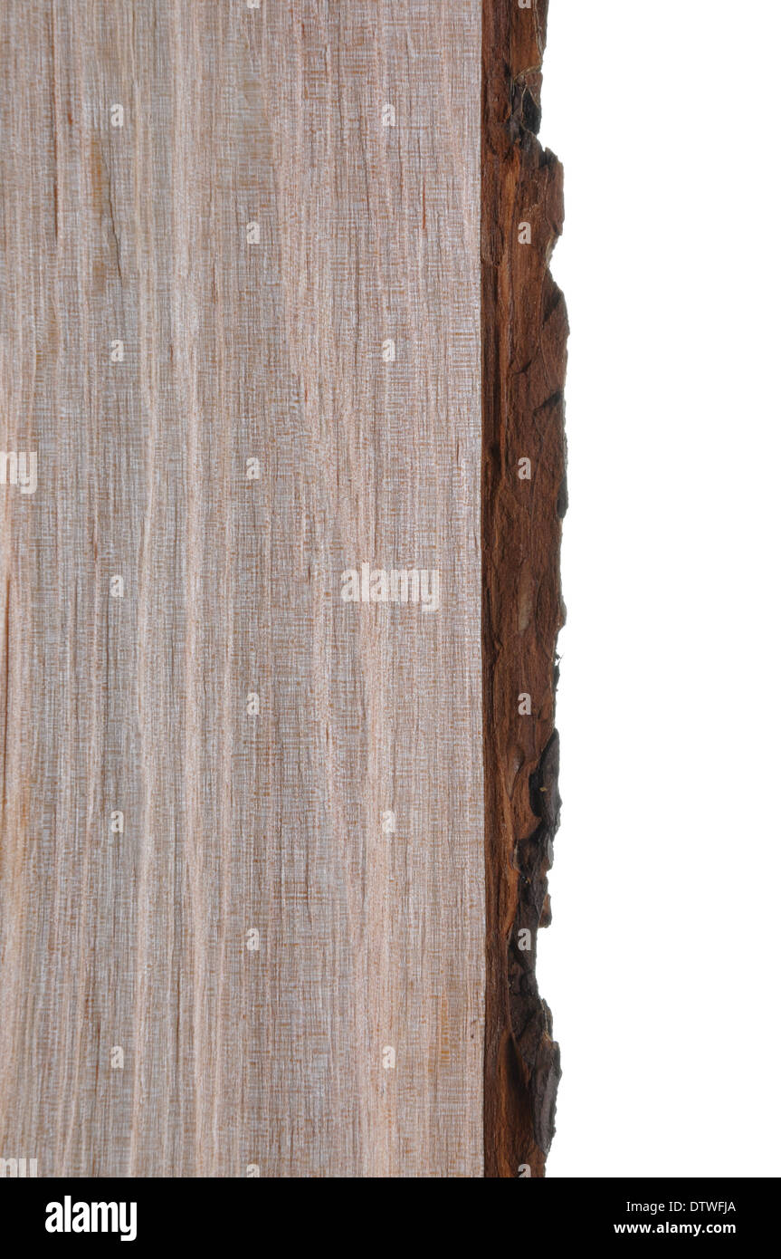 Structure of alder tree bark and trunk Stock Photo - Alamy