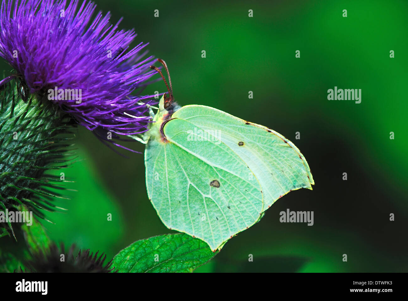 Yellow butterfly brimstone sulphur hi-res stock photography and images ...